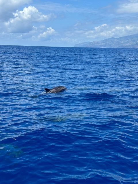 Funchal: RIB Whale Watching Cruise and Optional Dolphin Swim - Who Will Love This Tour?