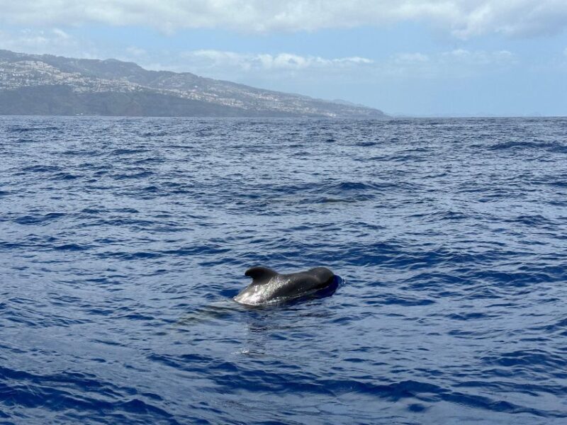 Funchal: RIB Whale Watching Cruise and Optional Dolphin Swim - The Sum Up