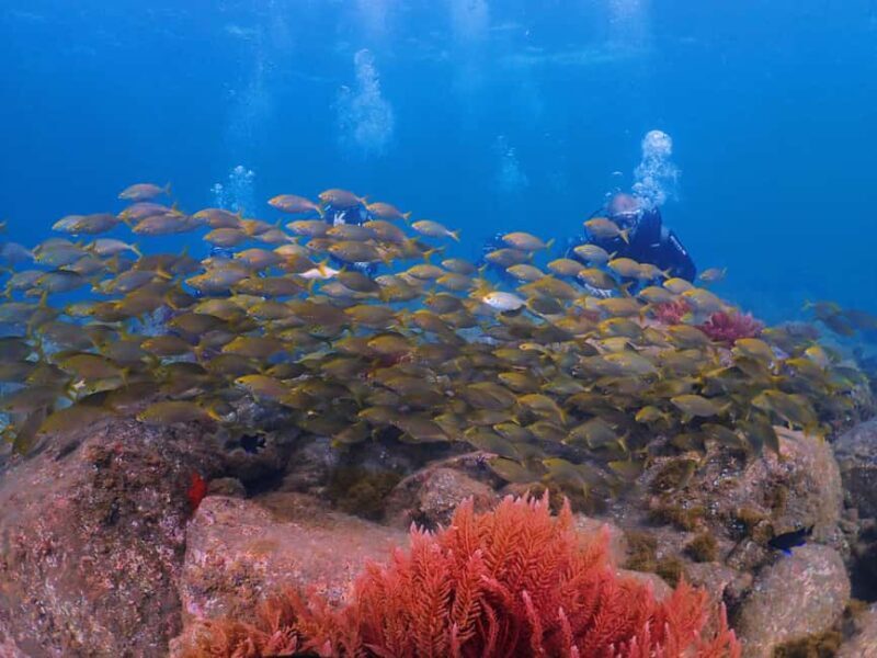 Funchal: Scuba Diving Experience for Beginners - Who Is This Tour Best For?