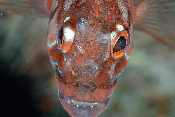 Funchal: Snorkeling Adventure in Eco-Park / Shore or by Boat - Who Will Enjoy This Tour?