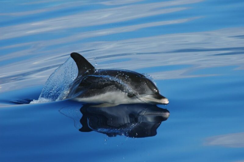 Funchal: Whale and Dolphin Watching Speed Boat Tour - The Experience of Riding a Speed Boat