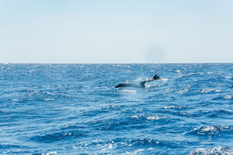 Funchal: Whale and Dolphin Watching Speed Boat Tour - Practical Details and Logistics
