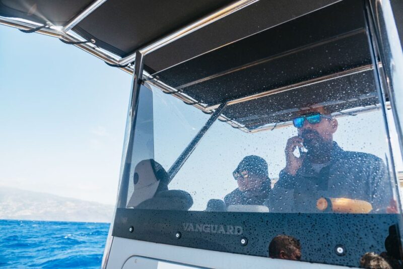 Funchal: Whale and Dolphin Watching Speed Boat Tour - The Sum Up