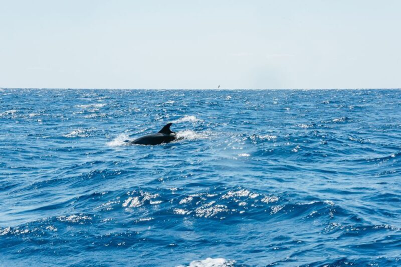 Funchal: Whale and Dolphin Watching Speed Boat Tour - FAQs