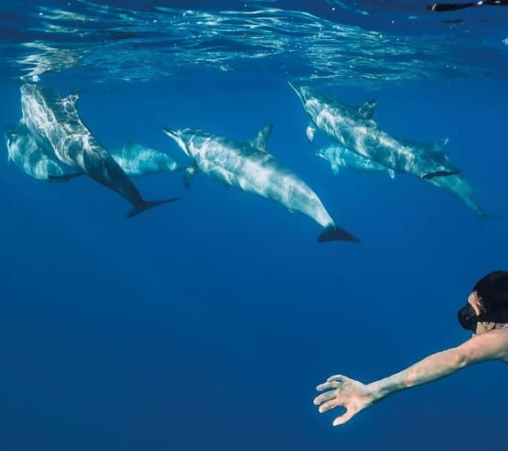 Funchal: Whale Watching and Swimming with Dolphins Cruise - Key Points