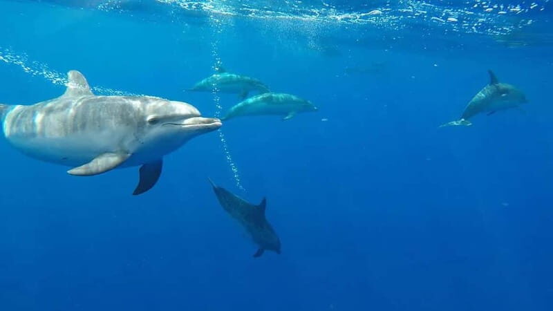 Funchal: Whale Watching and Swimming with Dolphins Cruise - The Experience in Detail