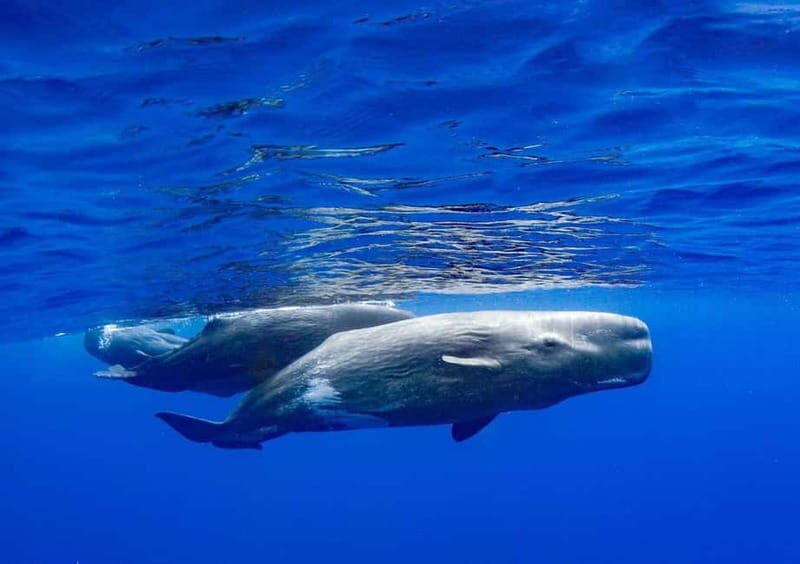 Funchal: Whale Watching and Swimming with Dolphins Cruise - Who is This Tour Best For?