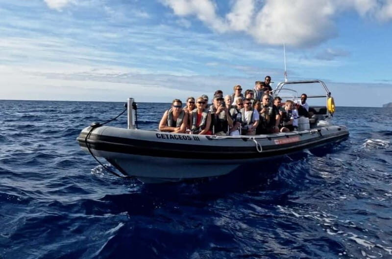 Funchal: Whale Watching and Swimming with Dolphins Cruise - The Sum Up