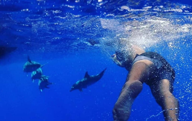 Funchal: Whale Watching and Swimming with Dolphins Cruise - FAQ