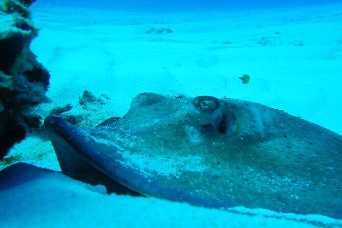 FunDiving in Cozumel - By Ferry - 2 Tanks in the wonderful Caribbean sea - FAQs