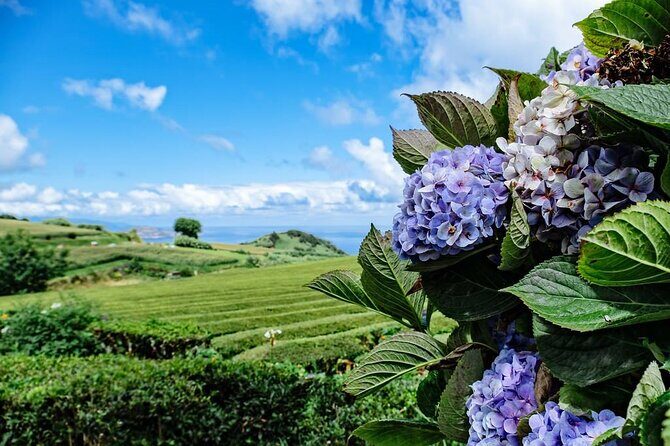 Furnas in a Private Evening - Tea, Cozido Dinner and Hot Springs - Final Thoughts