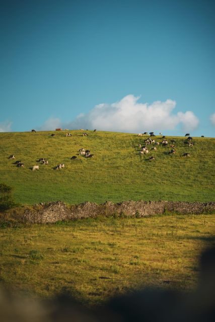 Furnas: Thermal Springs & Tea Plantation Day Tour with Lunch - The Sum Up