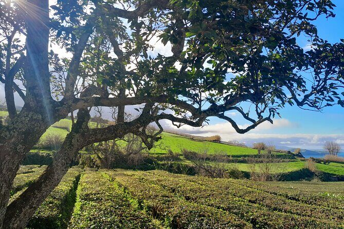 Furnas Volcano Experience: Lush Valleys & Steaming Earth - Final Thoughts