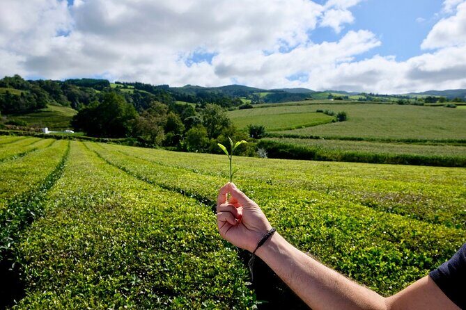 Furnas Volcano & Tea Plantation With Traditional Lunch, East Tour - What Could Be Better?