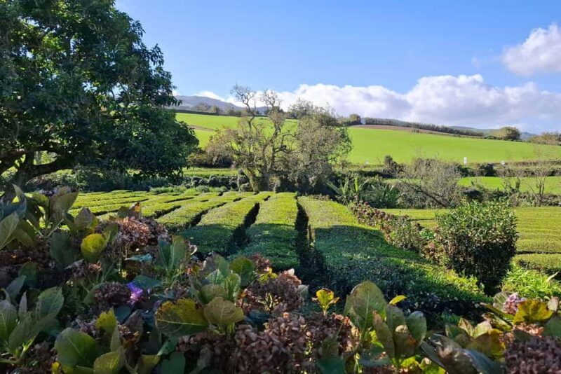 Furnas: Volcano Wonders, Tea Plantation & Waterfall Tour - Key Points