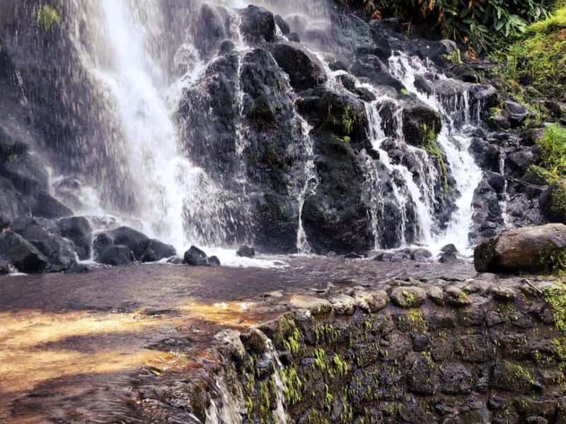 Furnas: Volcano Wonders, Tea Plantation & Waterfall Tour - What Travelers Say About the Tour