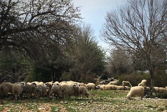 Fygou and Agia Irini Gorge Loop Half Day Hiking Tour - The Sum Up