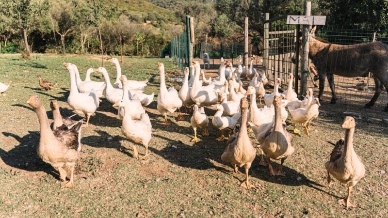 Gallura: Picnic on a Farm with Animals - Is It Worth It?
