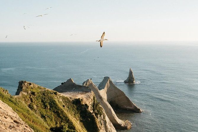 Gannet Safaris Overland tour to Cape Kidnappers Gannet Colony - Key Points