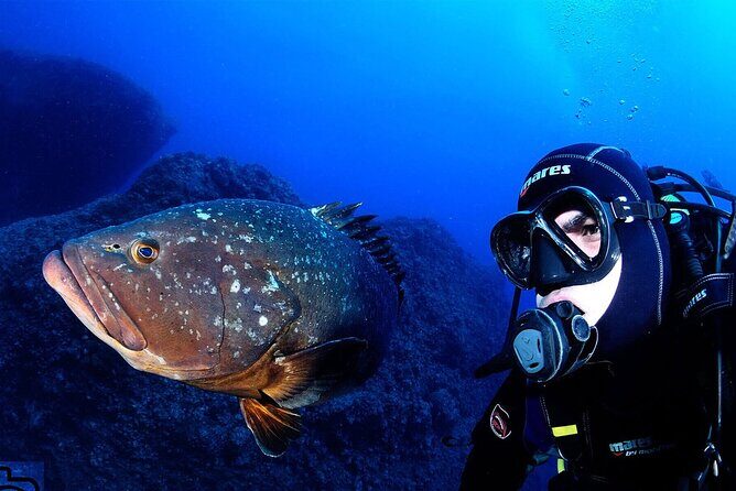 Garajau National Park Dive from Funchal for Certified Divers - Key Points