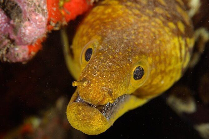 Garajau National Park Dive from Funchal for Certified Divers - Practical Tips for Making the Most of the Tour