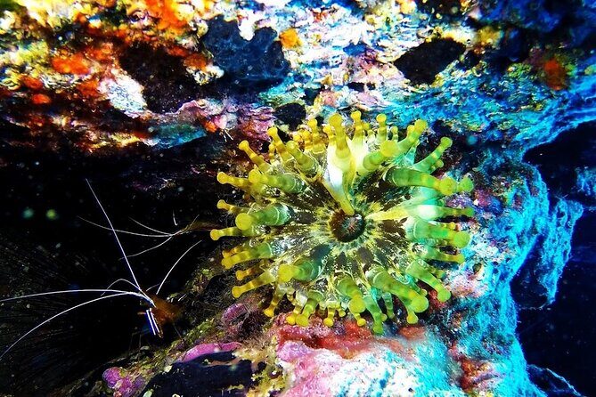 Garajau National Park Dive from Funchal for Certified Divers - The Sum Up