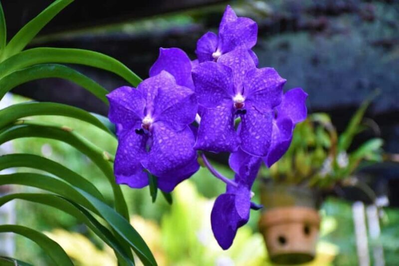 Garden of Sleeping Giant with Sabeto Hotspring Mudpool Tour - Who Will Appreciate This Tour?