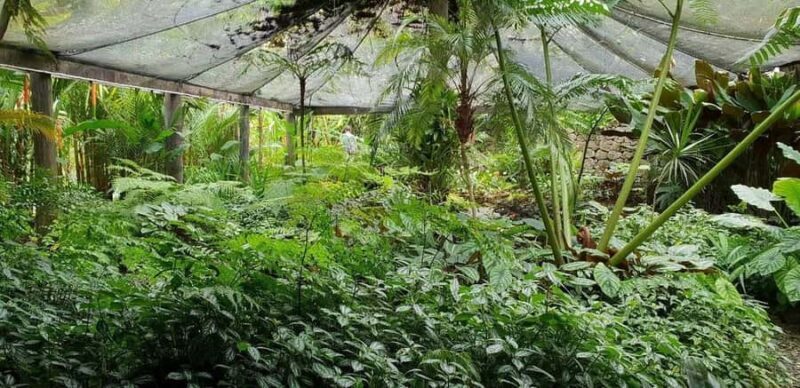 Garden of Sleeping Giant with Sabeto Hotspring Mudpool Tour - Final Thoughts