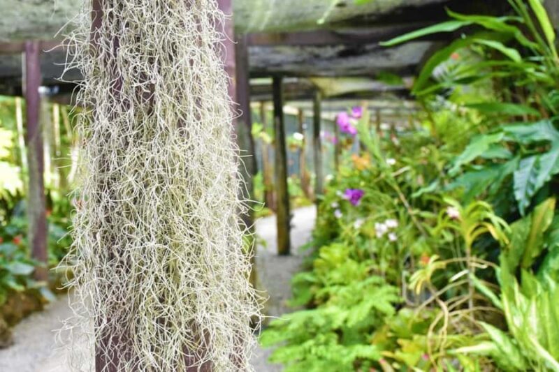 Garden of Sleeping Giant with Tifajek Mudpool Hotspring Tour - FAQ