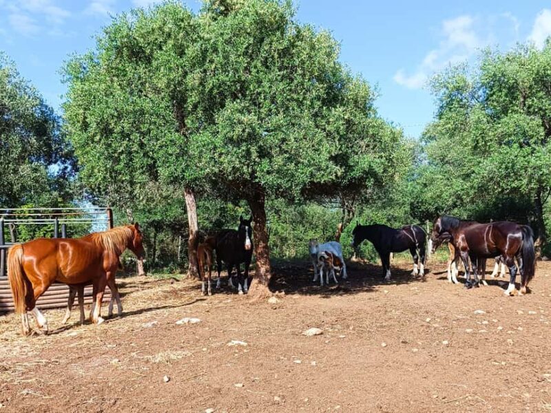 Gargano National Park: a horseback ride - Practical Tips
