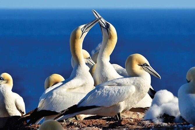 Gaspe 3DAY Trip - What to Expect on the Gaspe 3-Day Trip