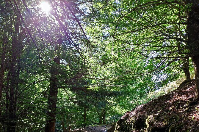 Gastro hike (Private Tour) - An In-Depth Look at the Gastro Hike Experience