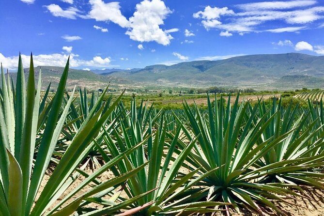 Gastronomy Experience, Culture Mezcal,Tasting & Textiles. Private Tour. - Who Will Love This Tour?