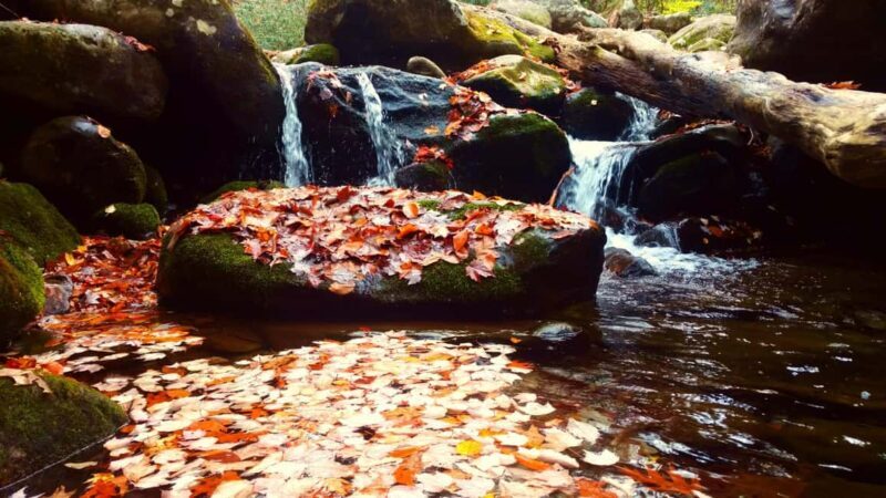 Gatlinburg: Smoky Mountains Fall Foliage Guided Tour - Gatlinburg: Smoky Mountains Fall Foliage Guided Tour