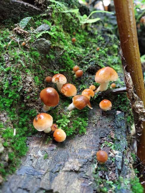 Gatlinburg: Smoky Mountains Fall Foliage Guided Tour - An In-Depth Look at the Smoky Mountains Fall Foliage Tour