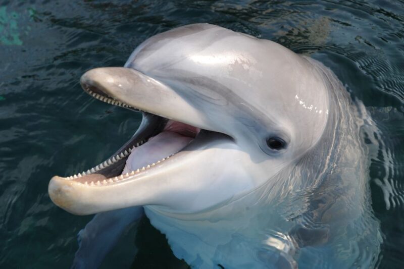 Genoa: Aquarium of Genoa & City of Children and Youth Ticket - Why This Combo is a Great Choice