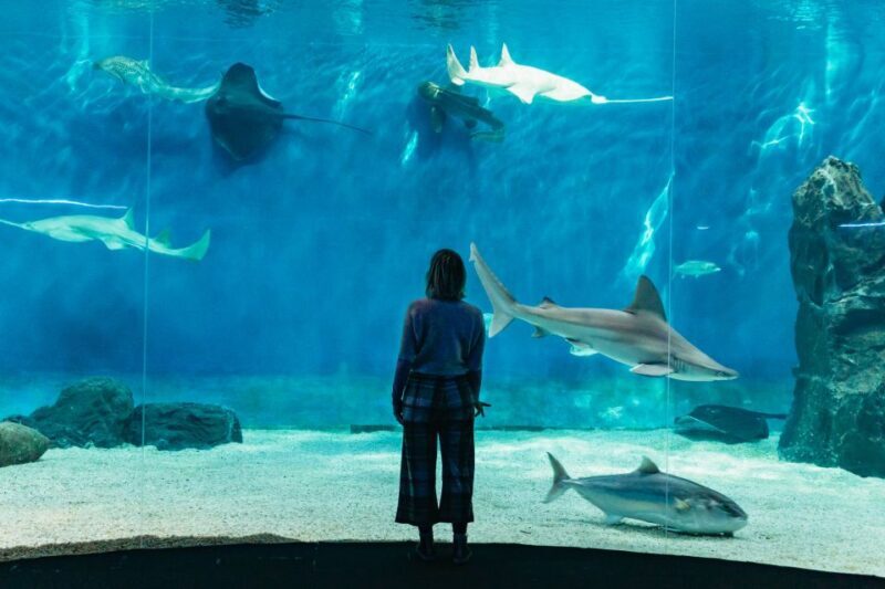 Genoa: Aquarium of Genoa with Lunch - Introduction