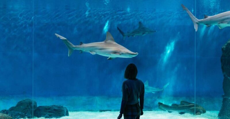Genoa: Aquarium of Genoa with Lunch - Lunch at Tender Café: A Scenic Break