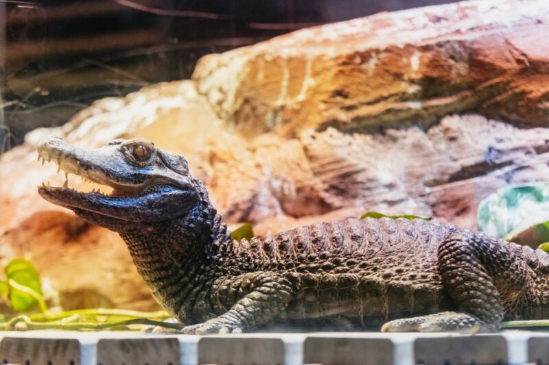 Genoa: Aquarium of Genoa with Lunch - Authentic Traveler Insights