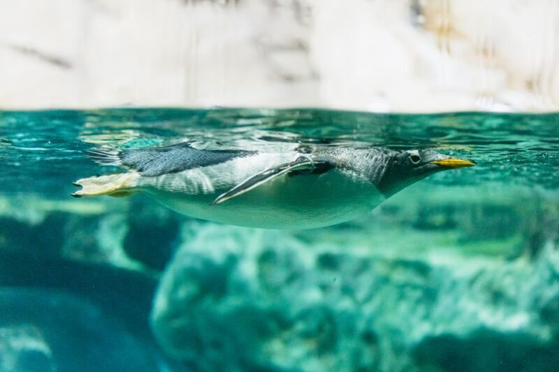 Genoa: Aquarium of Genoa with Lunch - The Sum Up