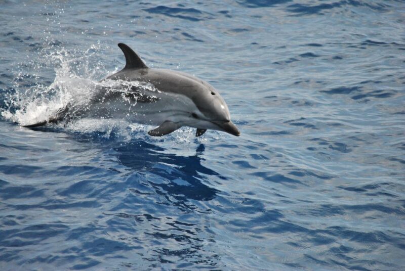 Genoa: Pelagos Sanctuary Whale Watching Cruise - Who Will Love This Experience?