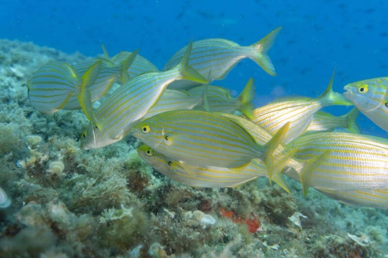 Genoa: snorkeling a stone's throw from downtown - The Experience in Practice
