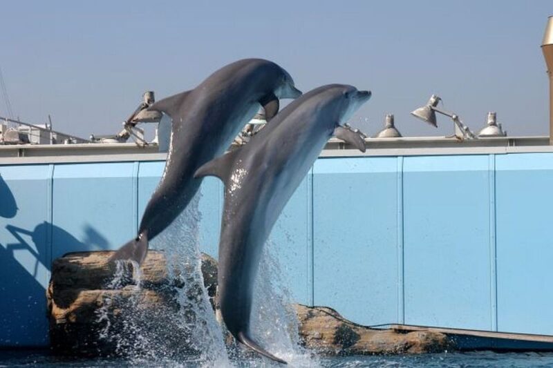 Genoa: World-Famous Aquarium and Lighthouse Combo Ticket - Exploring Genoa’s Aquarium