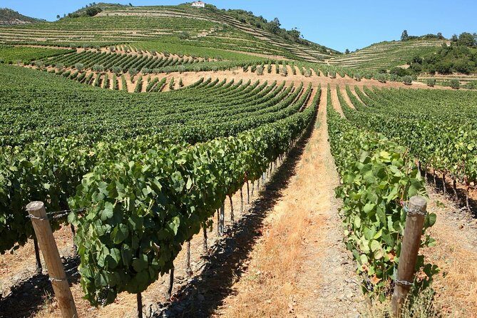 Genuine Douro Valley Tour: Visit 2 Wineries, Lunch & River Cruise - Why This Tour Might Be Perfect for You