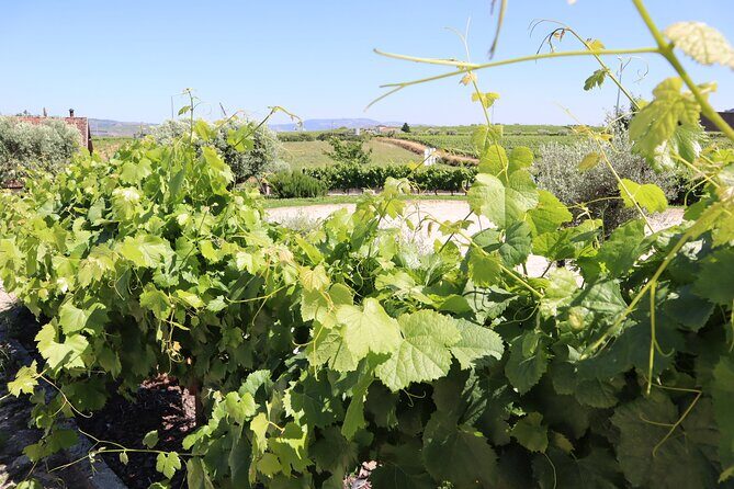 Genuine Douro Valley Tour: Visit 2 Wineries, Lunch & River Cruise - Final Thoughts