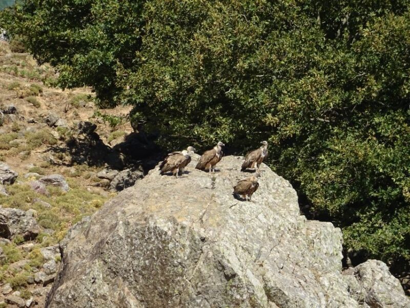 Georgioupolis Full-Day Land Rover Safari Experience - Key Points