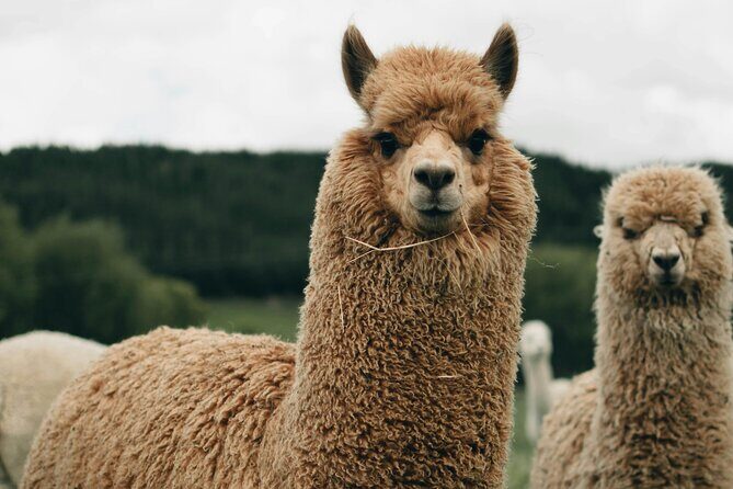 Geothermal & Nature Full Day Private Tour : Rotorua & Taupo - An In-Depth Look at the Tour Itinerary