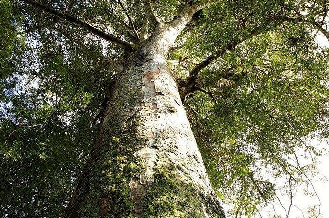 German Speaking Tour of Kawiti Glow Worm Caves, Opua Kauri Walk - Practical Details and Tips