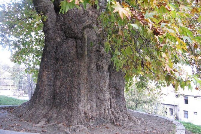 German village in Georgia (Elisabethal) & Wine tasting - The Ruins of Asureti German Lutheran Church