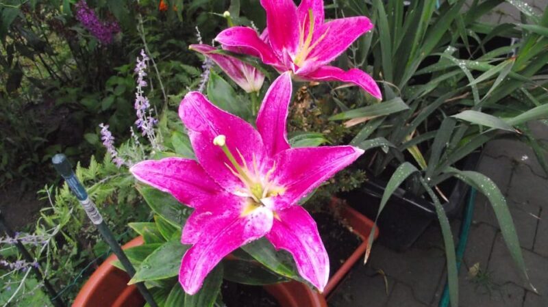 Get to know South Moravia with us. 6 hour tour. - FAQ